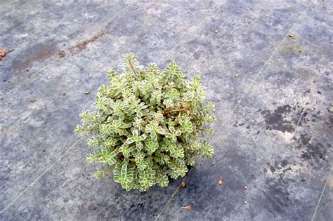 Sedum Kamtschaticum ‘variegatum Hickory Hollow Nursery And Garden Center
