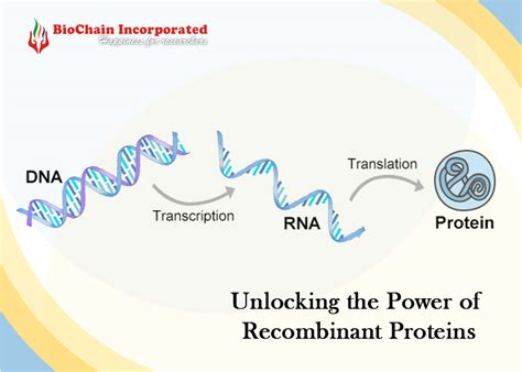Recombinant Proteins Used For Medical At Robin Alexander Blog