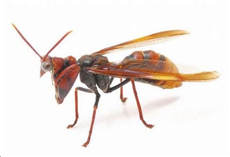 生き物昆虫他 昆虫の仲間 カマキリモドキ キバネベッコウカマキリモドキ