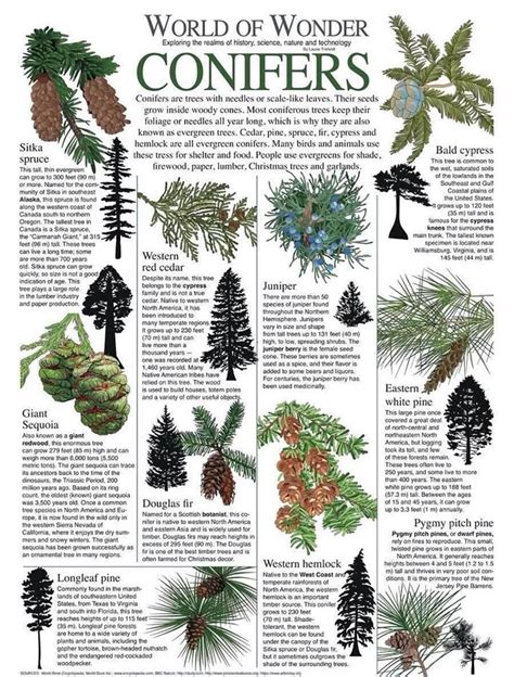 Conifers In 2025 Tree Identification Biology Plants Evergreens For
