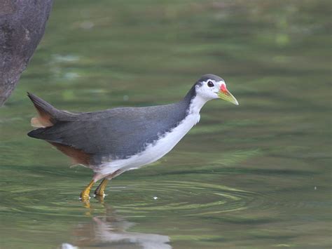 鄉間鳥事白腹秧雞白冠雞紅冠水雞 農傳媒