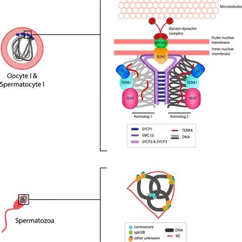 Telomere Structure Of Mammalian Germ Line Schematic Representation Of