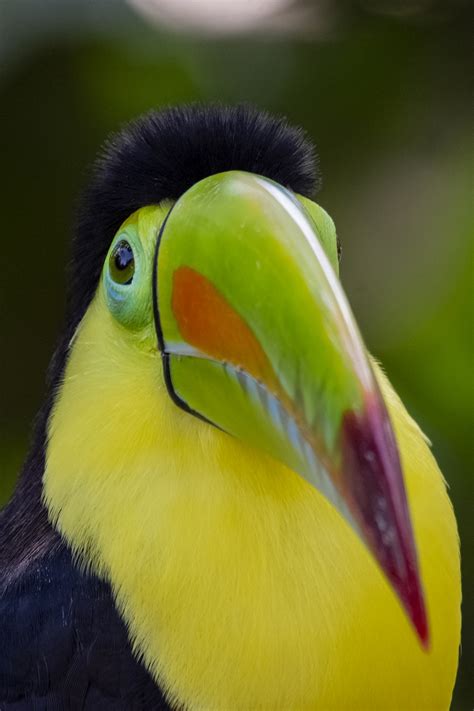 Keel Billed Toucan Beak Keel Billed Toucan Shop Jill