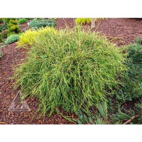 Filiformis Threadleaf Arborvitae Sooner Plant Farm