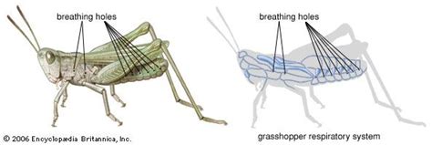 Grasshopper Respiratory System Summary