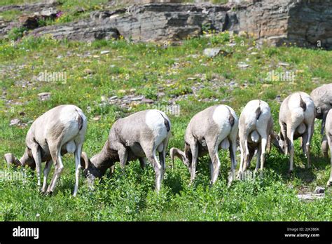 Mouflon Goat At Glacier National Park USA Stock Photo Alamy