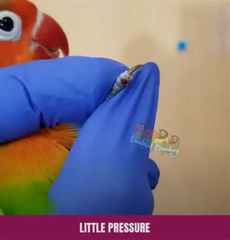 Preparing DNA Sexing Lovebirds Lovebird Mutations Guide