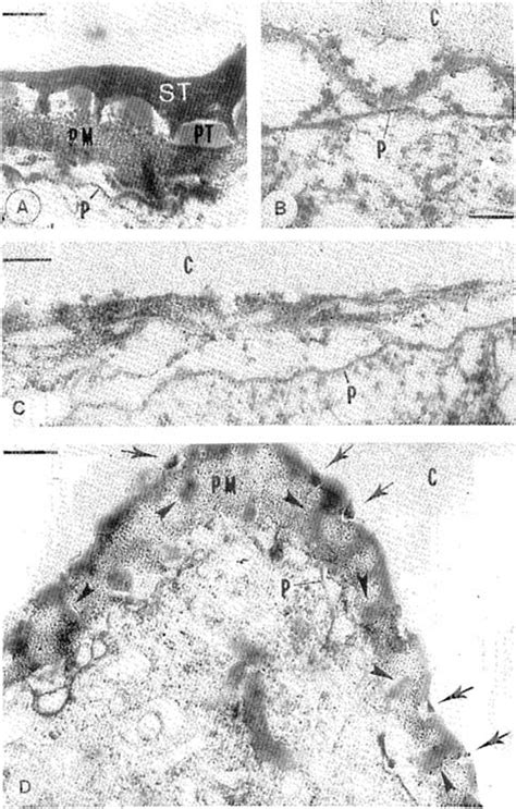 Distal Reandion With Protecturn Between Prematrix And Primexine Matrix Download Scientific