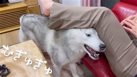 長時間待ち続けたママの帰宅が嬉しくて、なぜか足を持ち上げるシベリアンハスキー Youtube