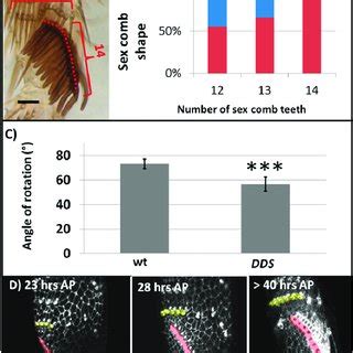 Line Artificially Selected For Both A Long Sex Comb And Distal Download Scientific Diagram