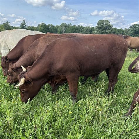 Hollybush Farms Grass Fed And Finished Beef Strathroy On
