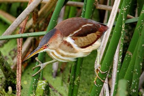 Corys Least Bittern