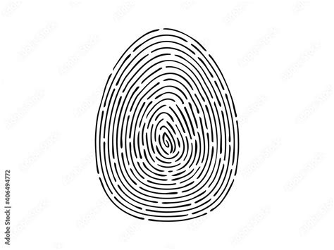 Fingerprint On White Background Contour Curved Lines Of Identification And Biometric Security