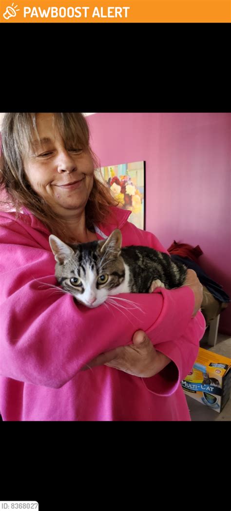 Bradford West Gwillimbury On Stray Male Cat Found Near Sideroad In Bradford Ontario Pawboost