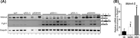 Tumorigenesis Promotes Mdm4 S Overexpression Oncotarget