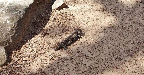 Stumpy Lizard Album On Imgur