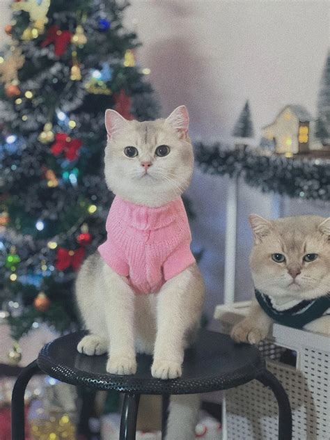 Minip โพสต์ผลงานแล้ว ดูและยืนย แกลเลอรีที่โพสต์โดย เหมียวรีวิว Lemon8