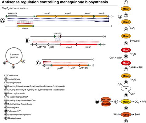 Genomic Organisation Of The Genes Required For Menaquinone Biosynthesis