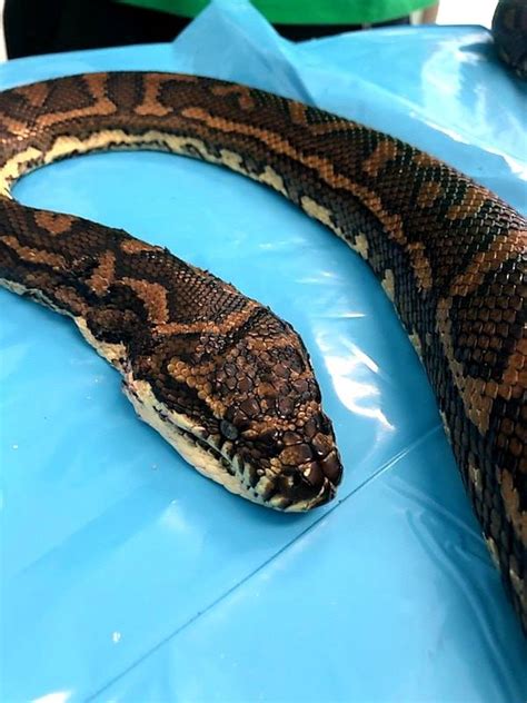 Horrifying Carpet Python With Ticks Caught In Australia Jersey Evening Post