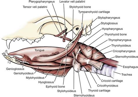 Dog Tongue Anatomy