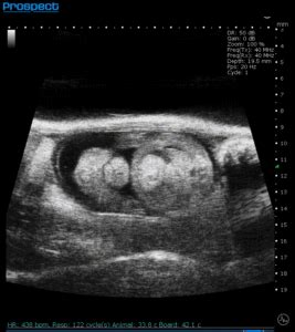 Mouse E15 B Scintica