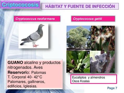 Criptococosis E Histoplasmosis