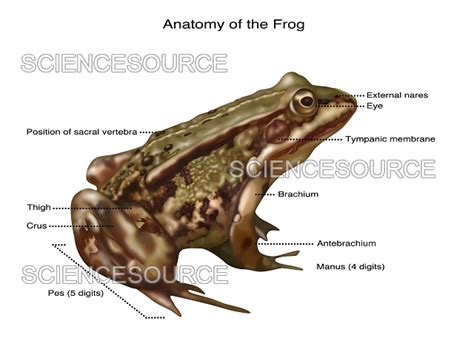 Frog Legs Anatomy