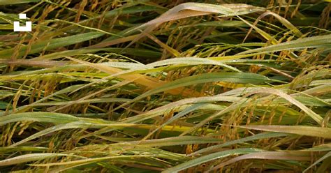 푸른 잔디 한 무리의 클로즈업 사진 Unsplash의 무료 이미지