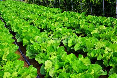 9 농업 채소 배추 배추밭 푸성귀 사진 이미지 일러스트 캘리그라피 Space작가 정원 가꾸기 농업 채소