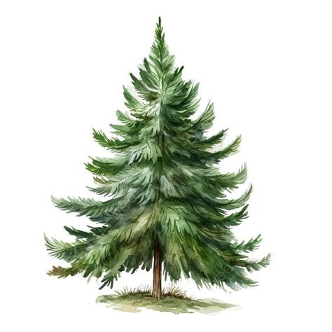 Spruce Trees Drawing