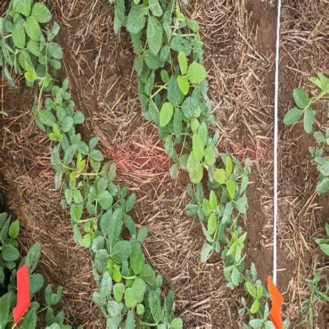 soybean weeds instance segmentation dataset and pre trained model by weeds