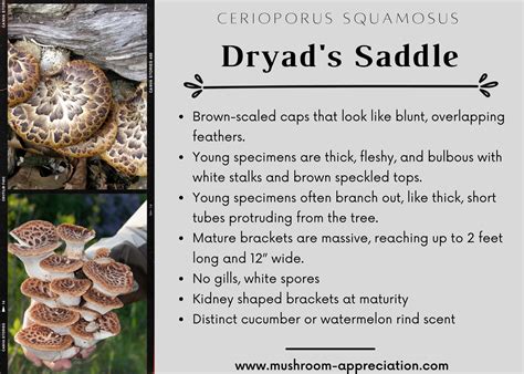 Dryads Saddle Lookalikes Foraging And Harvesting Mushroom