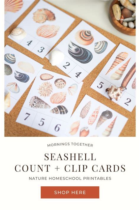 Shell Count And Clip Cards Clip Cards Hand Illustration Cards