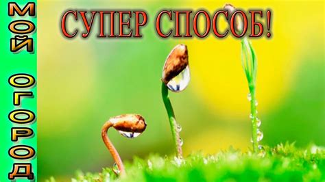 СУПЕР способ проращивания семян перца Быстрый урожай гарантирован Youtube