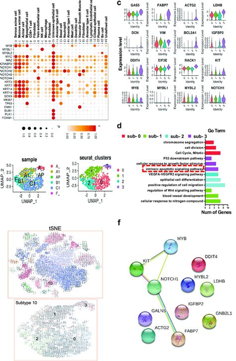 Characterizing Metastasis Associated Clusters Or Cancer Stem Cells A Download Scientific