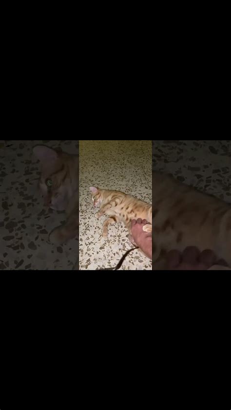 Sunny Lets Me Rub His Belly Shorts