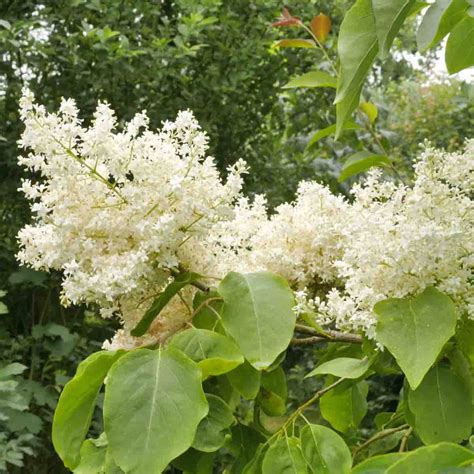 Syrin Sommer Nygård Hagebruk