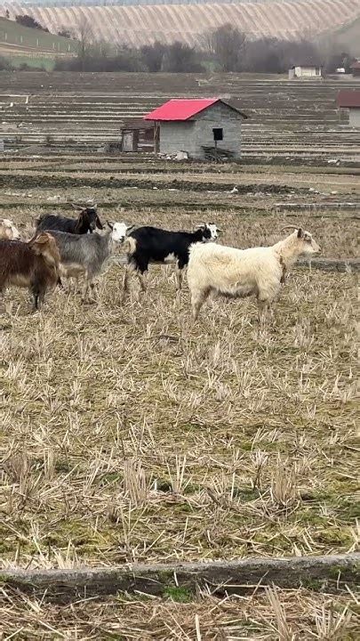 یه روز رفتم چوپونی کردم Youtube