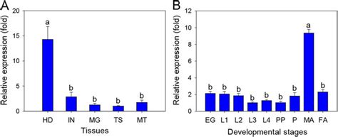 Spatial Temporal Expression Patterns Of The Pxabch1 Gene As Determined