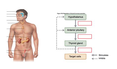 Regulation Of Thyroid Hormone Secretion Diagram Quizlet