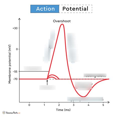 Nerve Function Membrane Potentials Diagram Quizlet