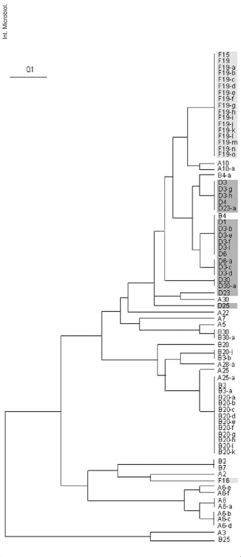 Dendrogram Showing The Relationship Of Isolated Strains On The Basis Of Download Scientific