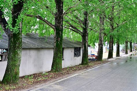 경상남도 거창군 거창은행나무길