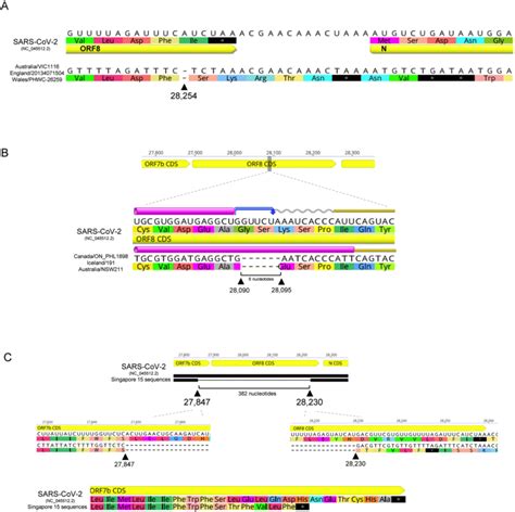 Sars Cov 2 Orf8 Gene Deletions A Deletion Of A Single Base At