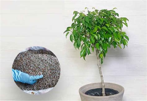 10 Expert Tips For Choosing The Best Fertilizer For Ficus Tree Ficus Pedia
