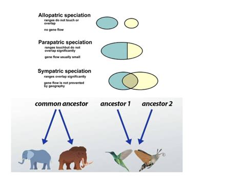 Divergent Evolution Diagram