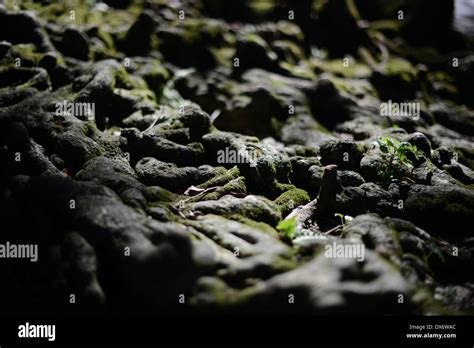 Closeup Of Moss Covered Tree Roots Stock Photo Alamy