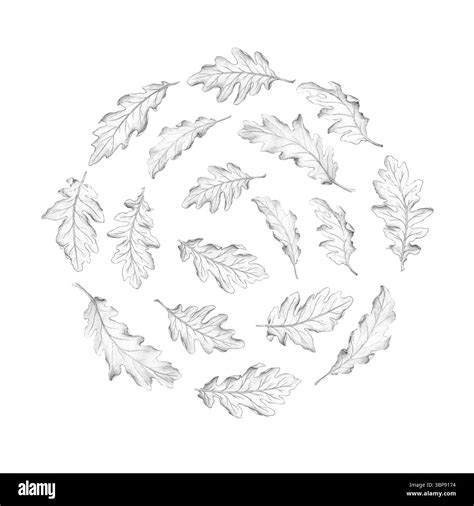 Oak Leaves In A Round Frame On A White Background Artistic Monochrome