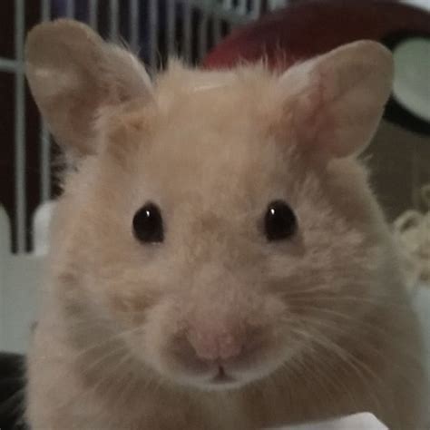 Chatchaya C Shopee Thailand