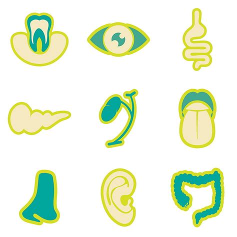 평면 스타일 벡터에 조립 내부 장기의 아이콘 Ai Eps Uidownload